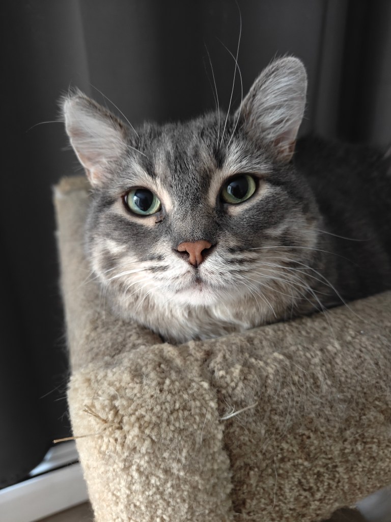 The old year into the new year – Chronically Nikki